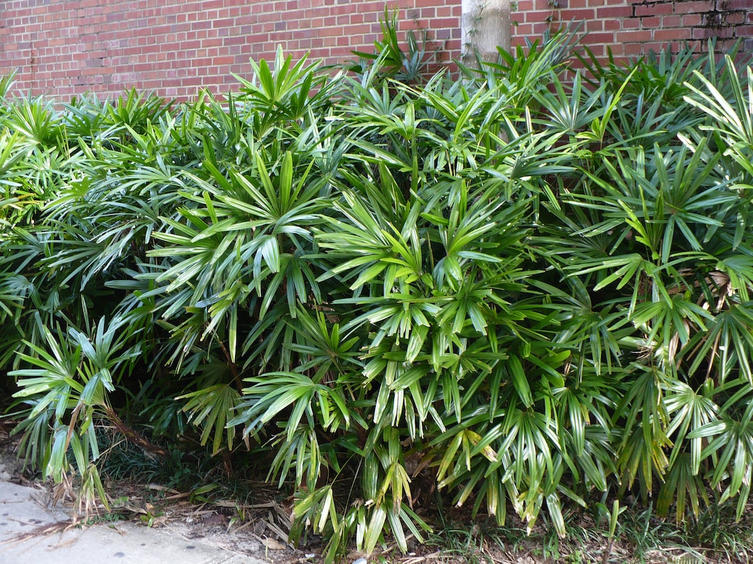 Broadleaf Lady Palm Rhapis Excelsa 10 Seeds - Etsy
