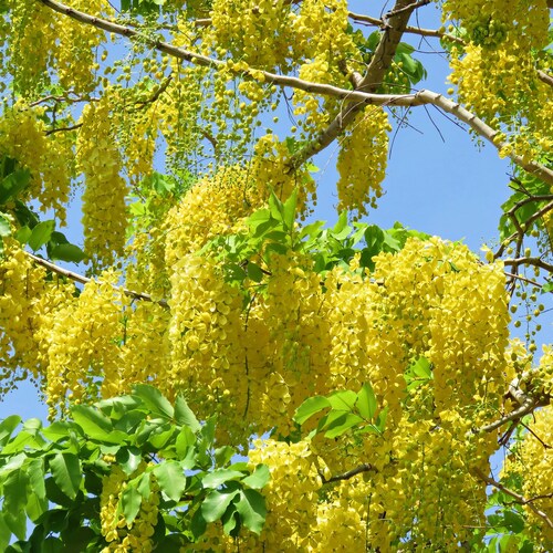 Ornamental Thai Golden Shower Tree 10 Seeds CASSIA FISTULA - Etsy