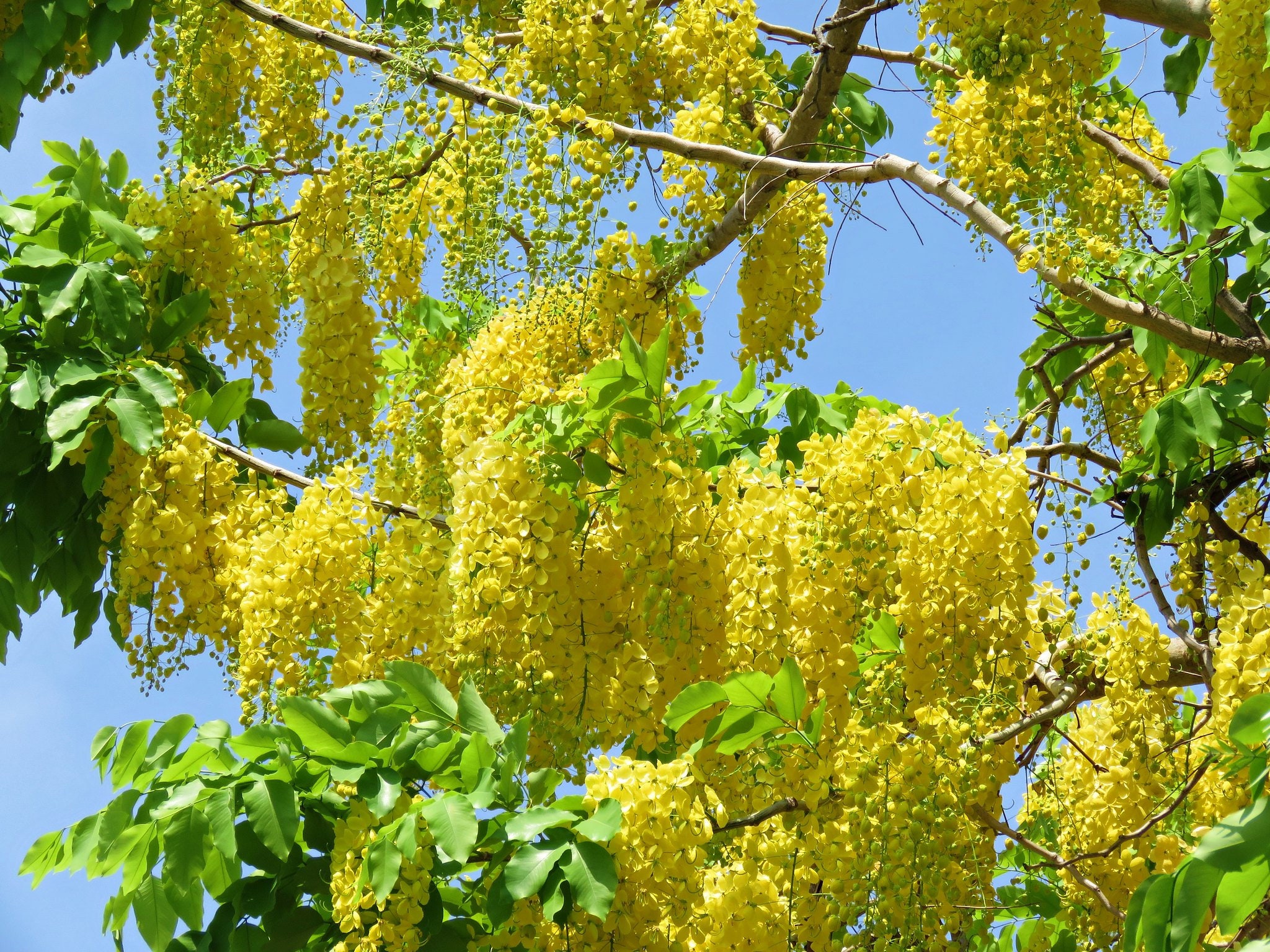 Home & Garden 10 Seeds Golden Shower Tree Cassia fistula Plants, Seeds ...