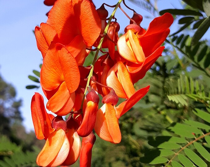 50 Sesbania Sesban Seeds Bông Điên Điển Yellow Swedish Cotton Flower ...