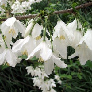 Two-wing Silverbell Halesia Diptera 10 Seeds - Etsy Australia