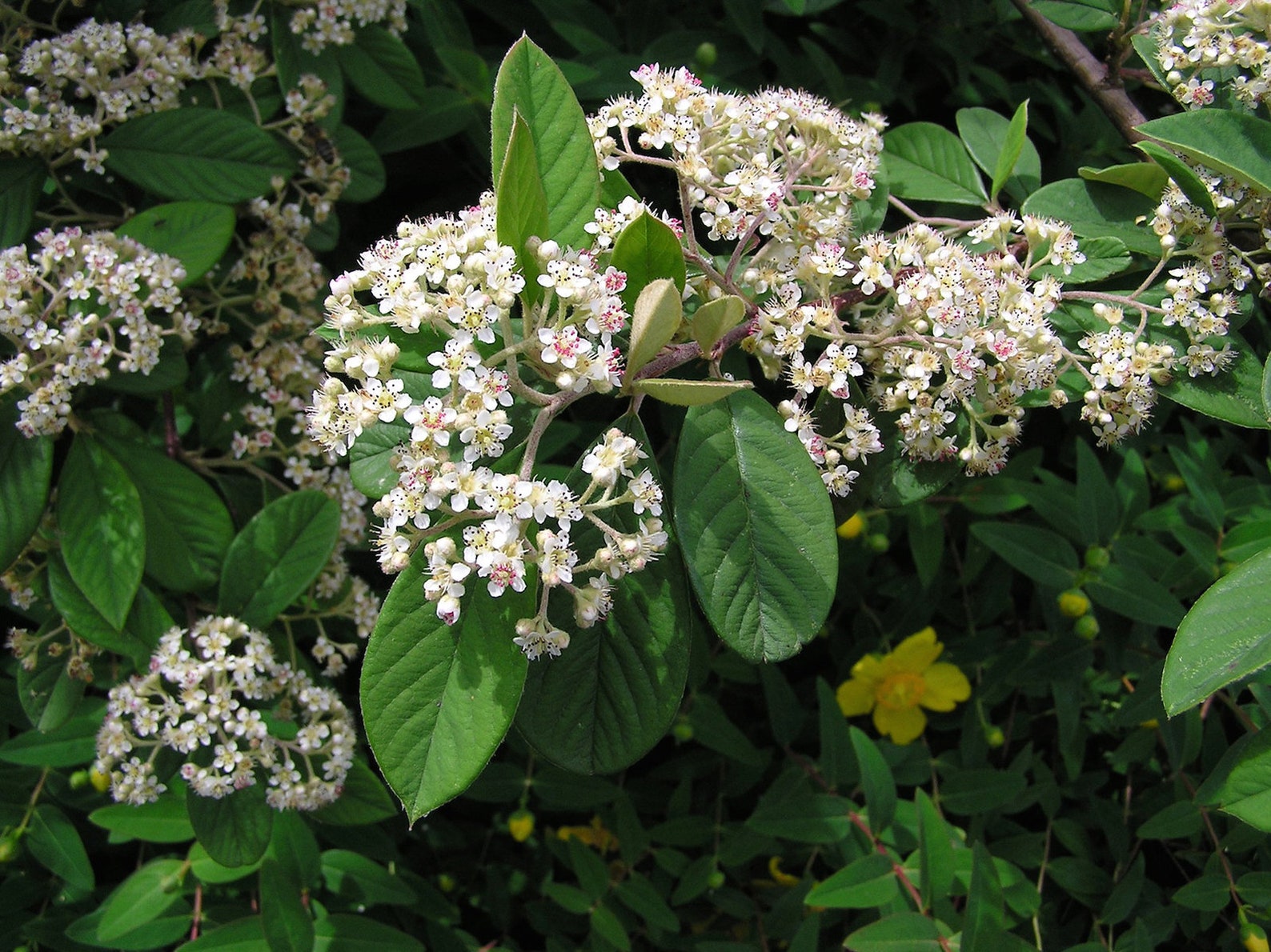 Red Clusterberry Cotoneaster Parneyi 100 Seeds - Etsy New Zealand