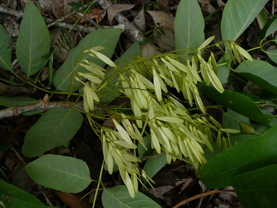 White Ash Seed