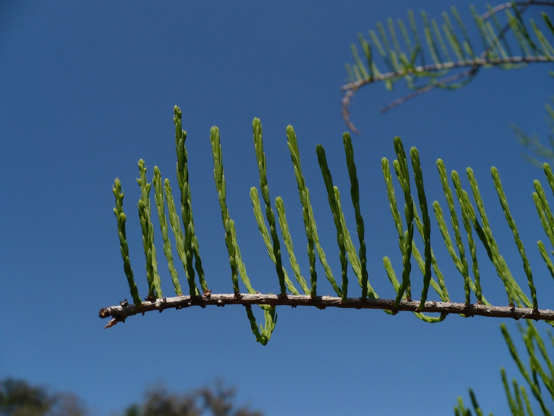 Pond Cypress Taxodium Ascendens 20 Seeds - Etsy