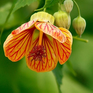 Flowering Maple Mixed Colors Abutilon Hybridum 100 Seeds - Etsy