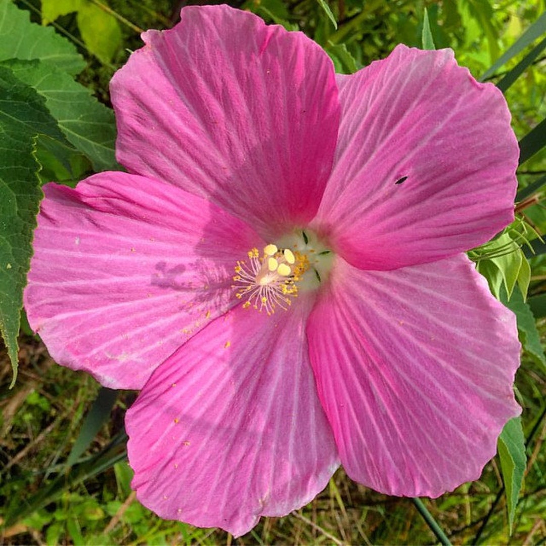Swamp Rose Mallow Hibiscus Moscheutos 100 Seeds - Etsy