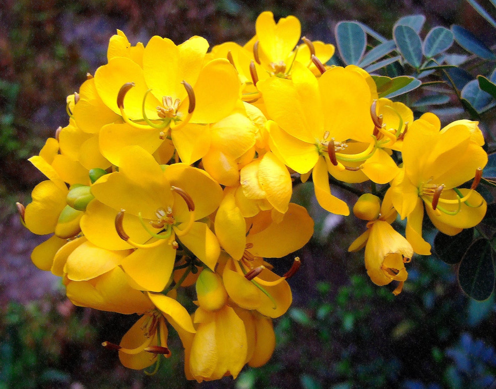 Golden Cassia Senna Surattensis 50 Seeds - Etsy