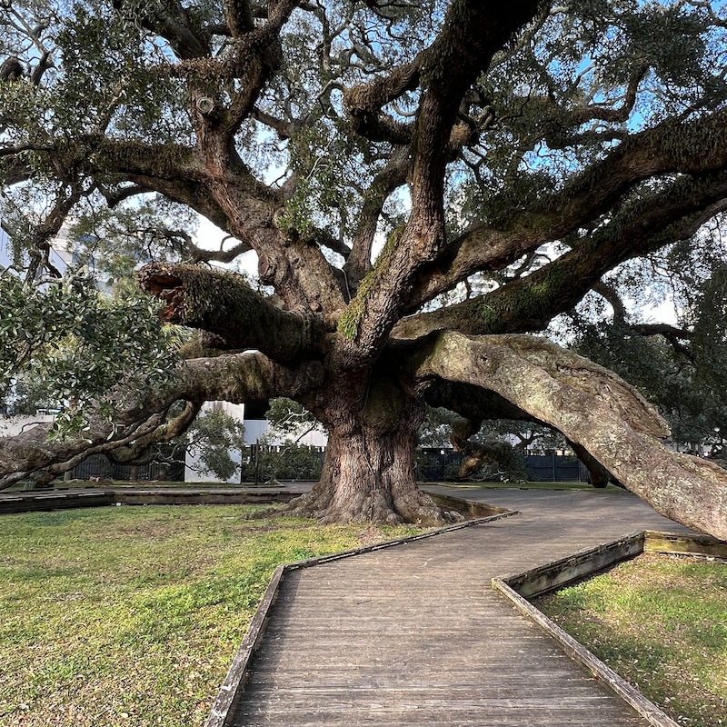 Southern Live Oak - Etsy
