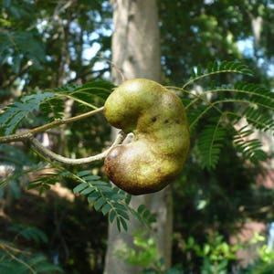 Monkey Earpod Tree Enterolobium Contortisiliquum 20 Seeds - Etsy