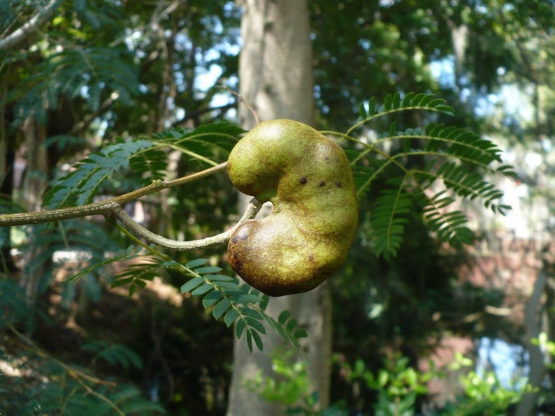 Monkey Earpod Tree Enterolobium Contortisiliquum 20 Seeds - Etsy