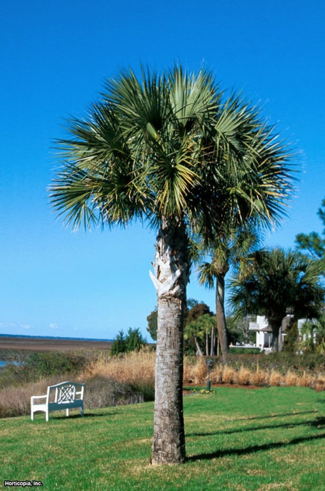 Sabal Palm Cabbage Palm Sabal Palmetto 20 Seeds - Etsy