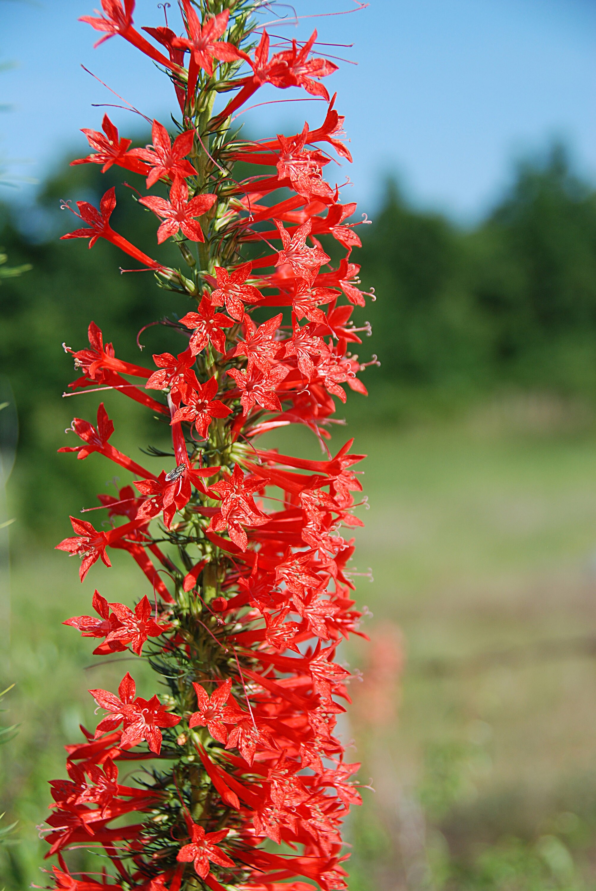 Standing Cypress Flower
