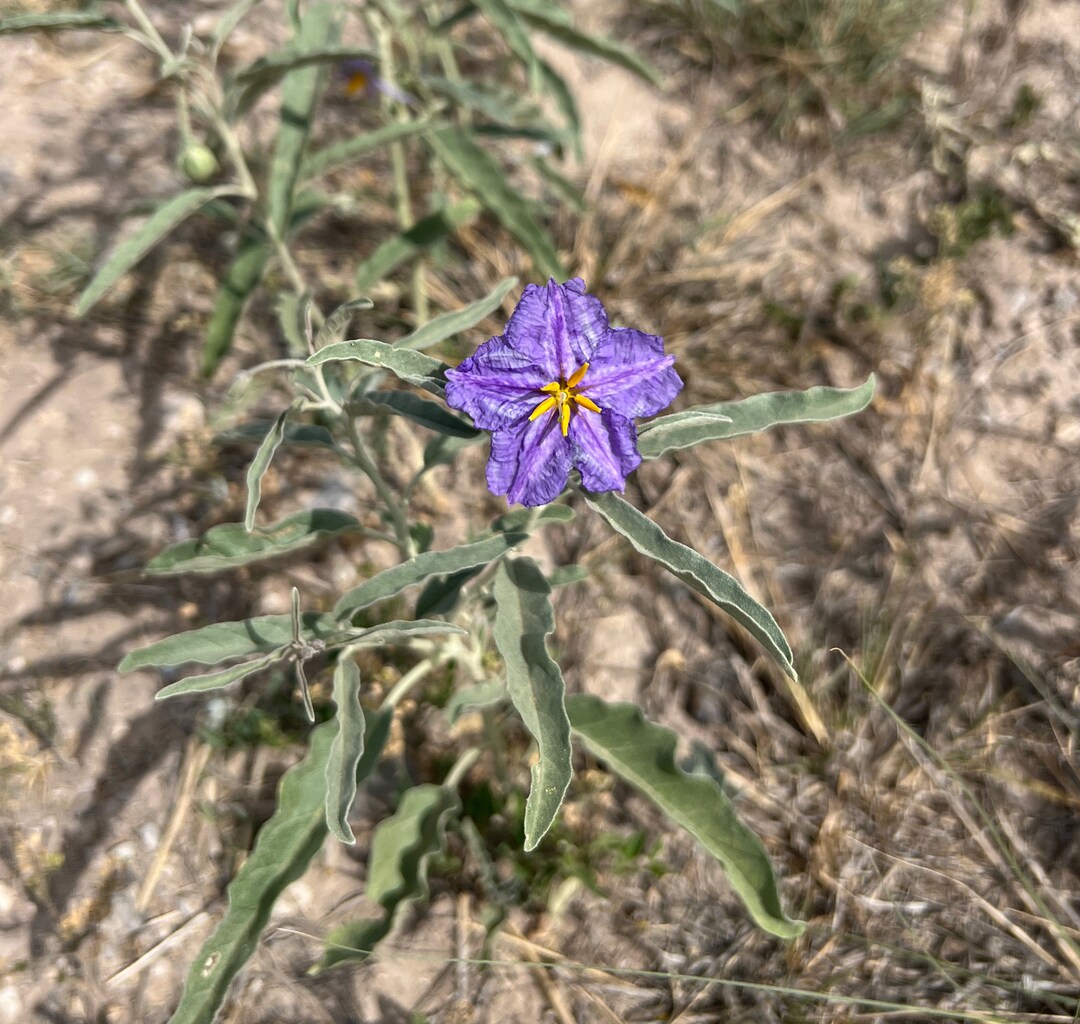 Silverleaf Nightshade Solanum Elaeagnifolium 20 Seeds USA Company - Etsy