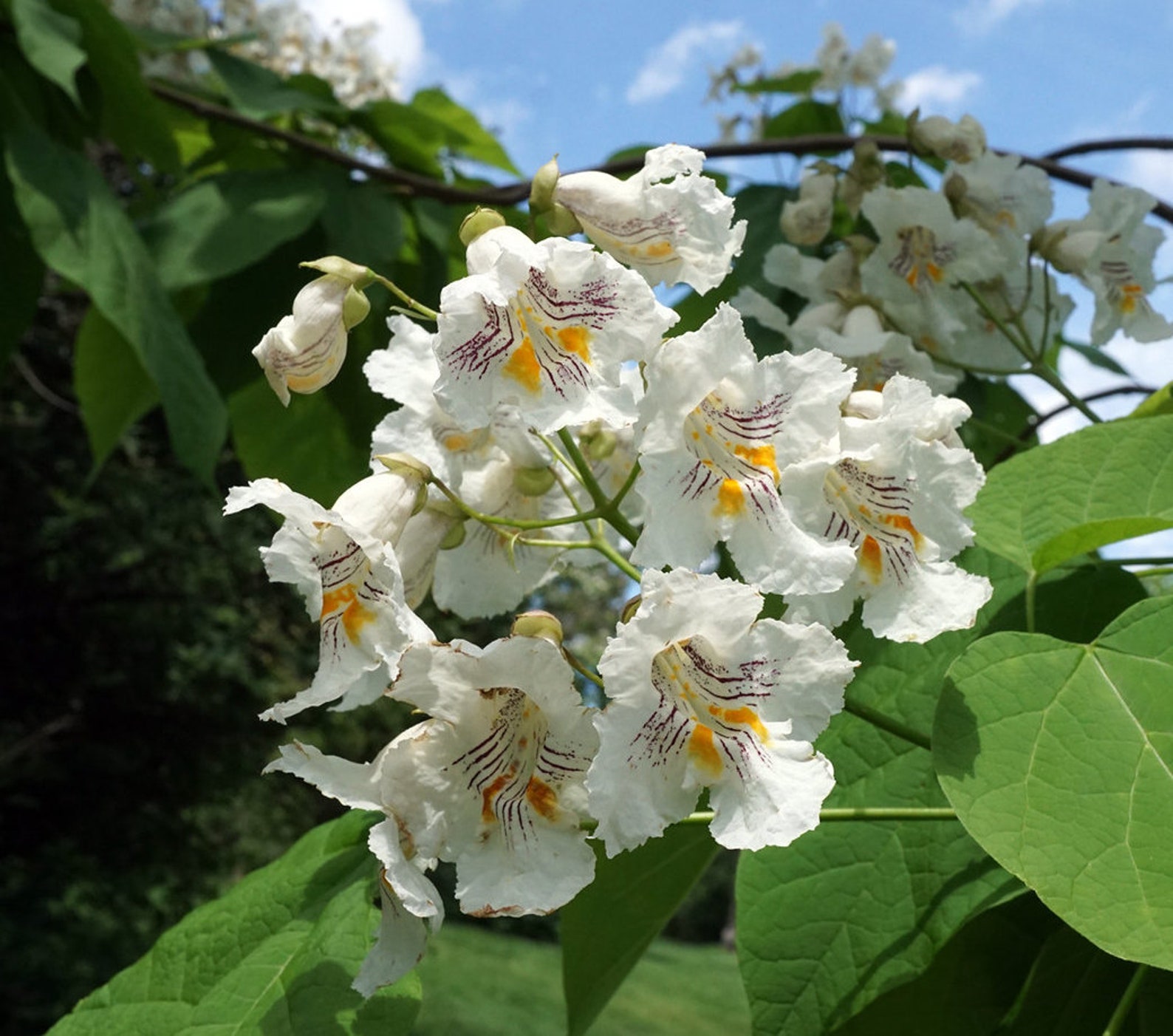 Northern Catalpa Catalpa Speciosa 20 Seeds - Etsy