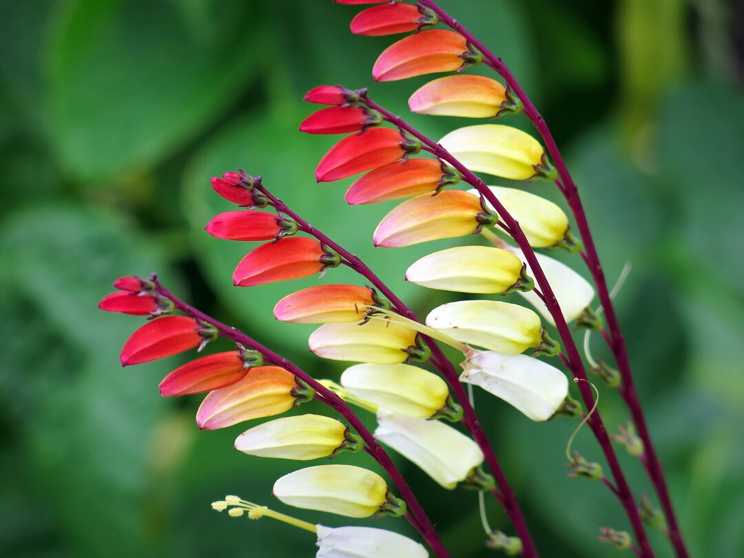 Firecracker Vine Mina Lobata 20 Seeds - Etsy