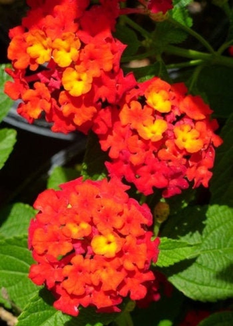 Red Lantana Shrub Verbana Lantana Camara Organic 10 Seeds - Etsy