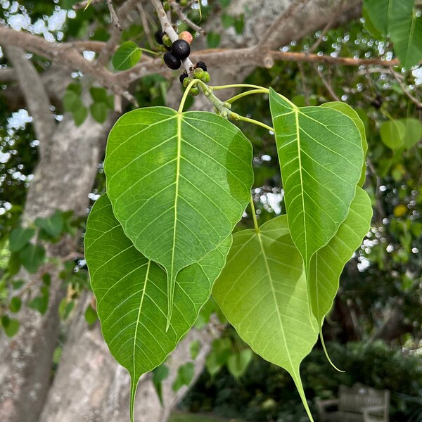 Bodhi Tree - Etsy