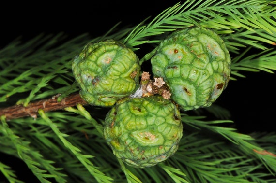 Montezuma Cypress Drawing