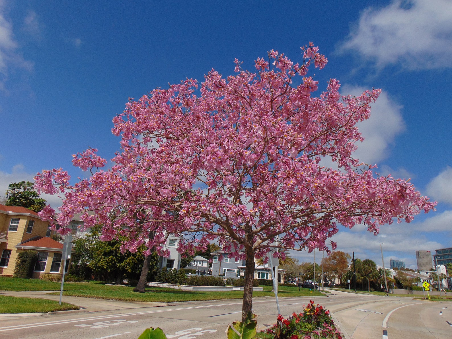 Purple Trumpet Tree Tabebuia Impetiginosa 10 Seeds free - Etsy