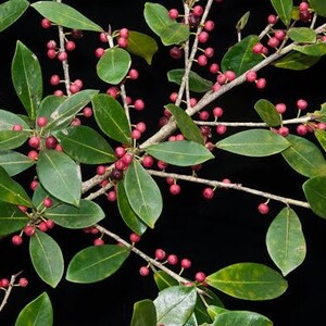 West Indian Laurel Fig Ficus Americana 500 Seeds - Etsy