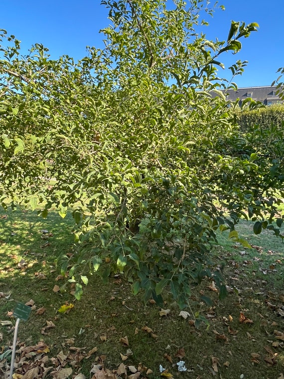 Euonymus Atropurpureus