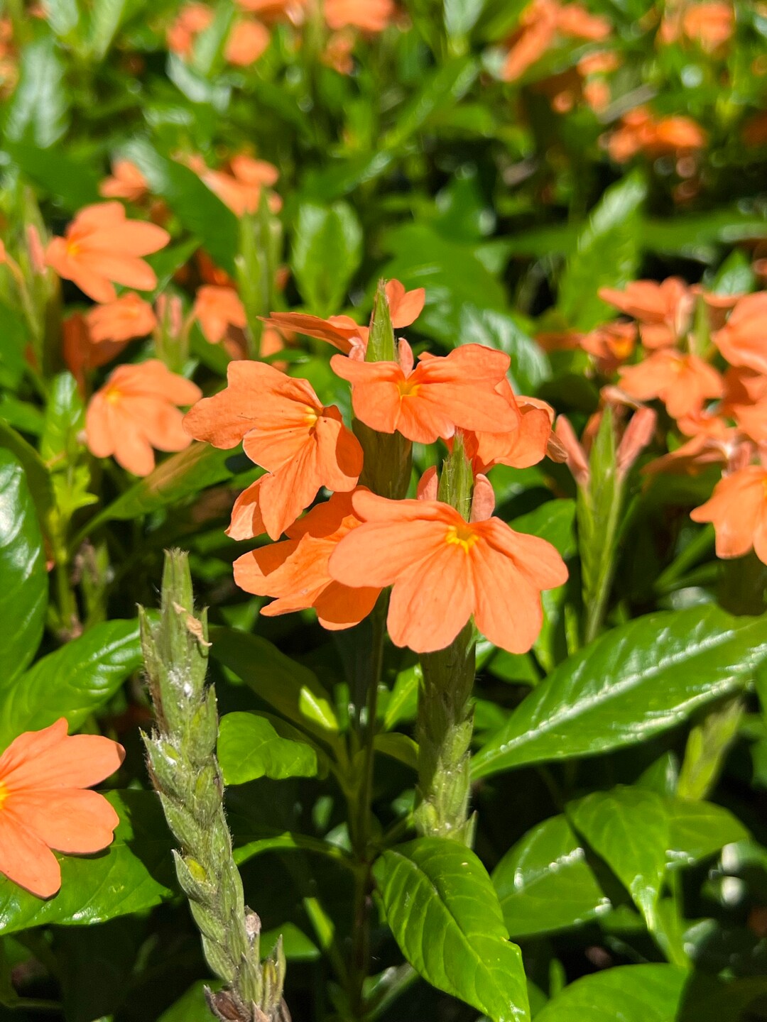 Firecracker Flower Crossandra Infundibuliformis 100 Seeds - Etsy
