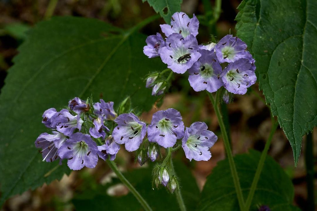 Great Waterleaf 20 Seeds Hydrophyllum Appendiculatum Native Wildflower ...