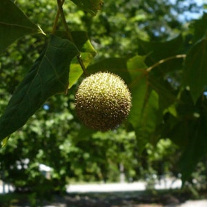 American Sycamore Moon Tree Platanus Occidentalis 10 Seeds - Etsy