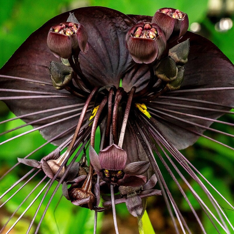 Bat Flower - Etsy
