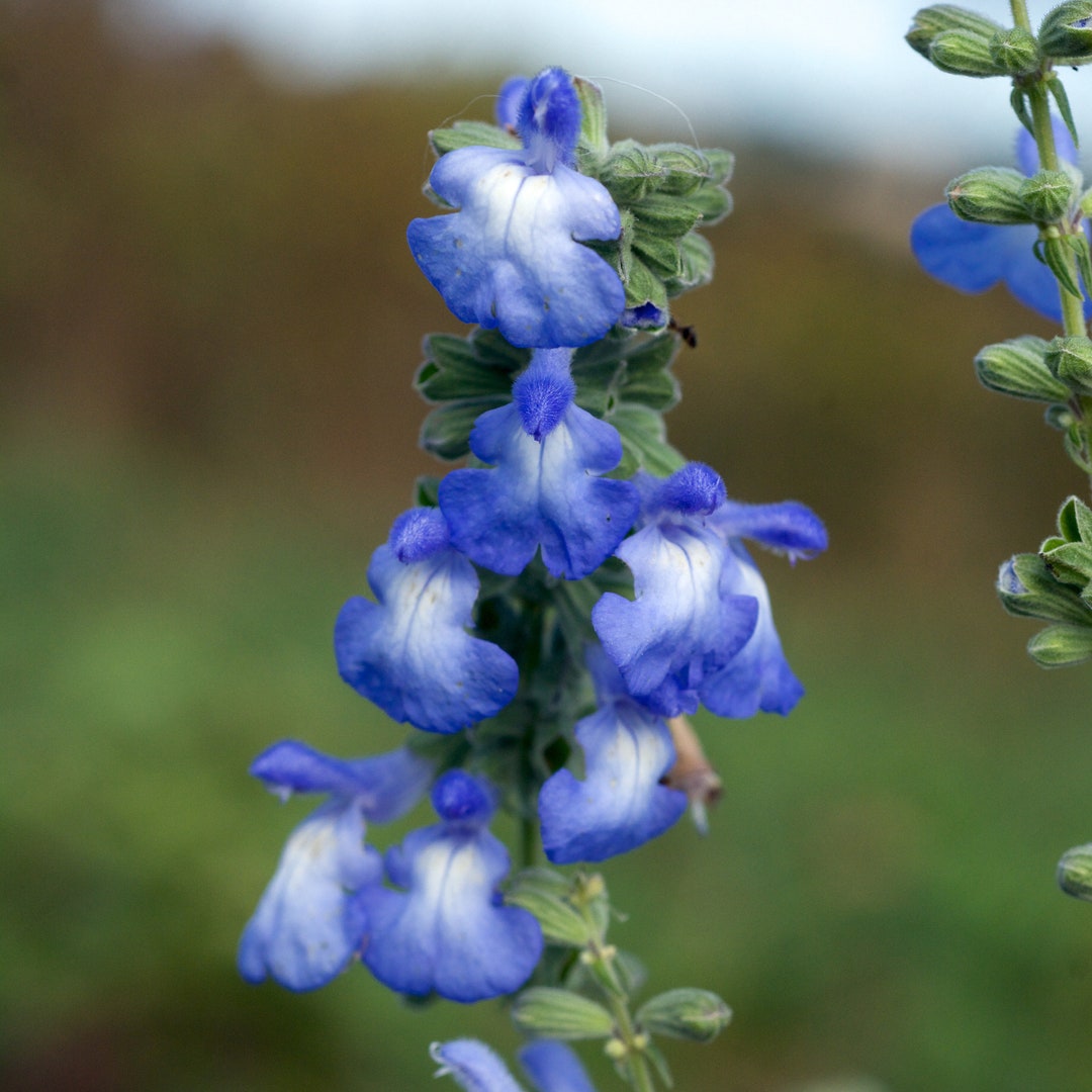Blue Sage 40 Seeds Salvia Azurea - Etsy