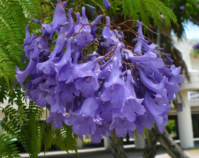 Jacaranda Tree Jacaranda Mimosifolia 100 Seeds - Etsy
