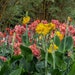 Dwarf Canna Mix Canna X Generalis 10 Seeds USA Company - Etsy