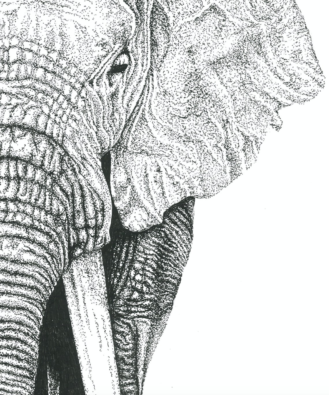 Elephant Postcard Pack - Etsy