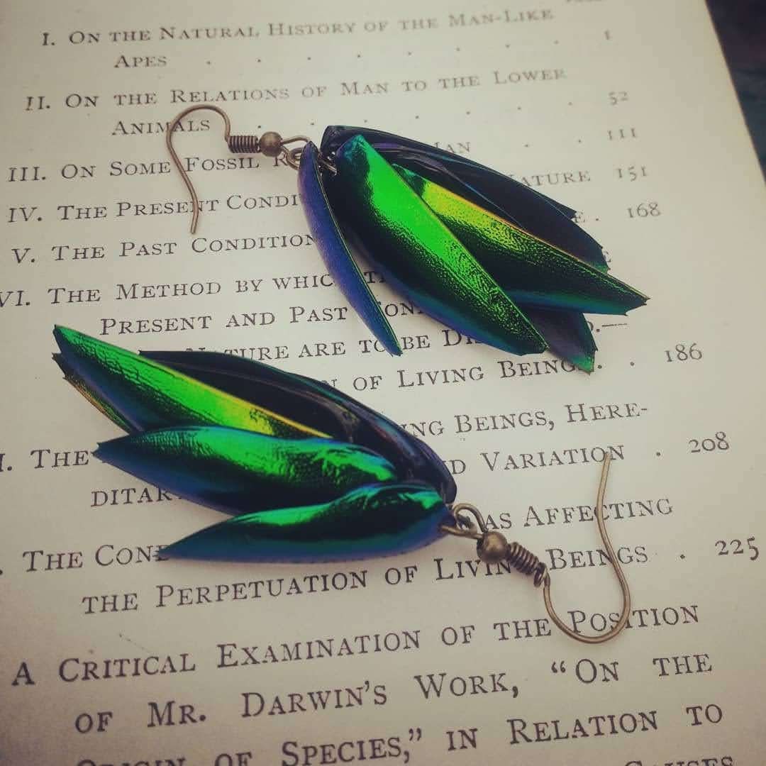 Real Jewel Beetle Wing Earrings and Necklace | Entomology Art ...