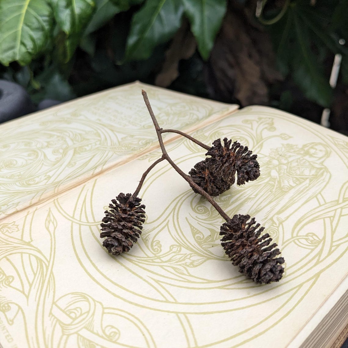 Alder Tree Cone Necklace | Golden Birthday Gift for Mom | Electroformed ...