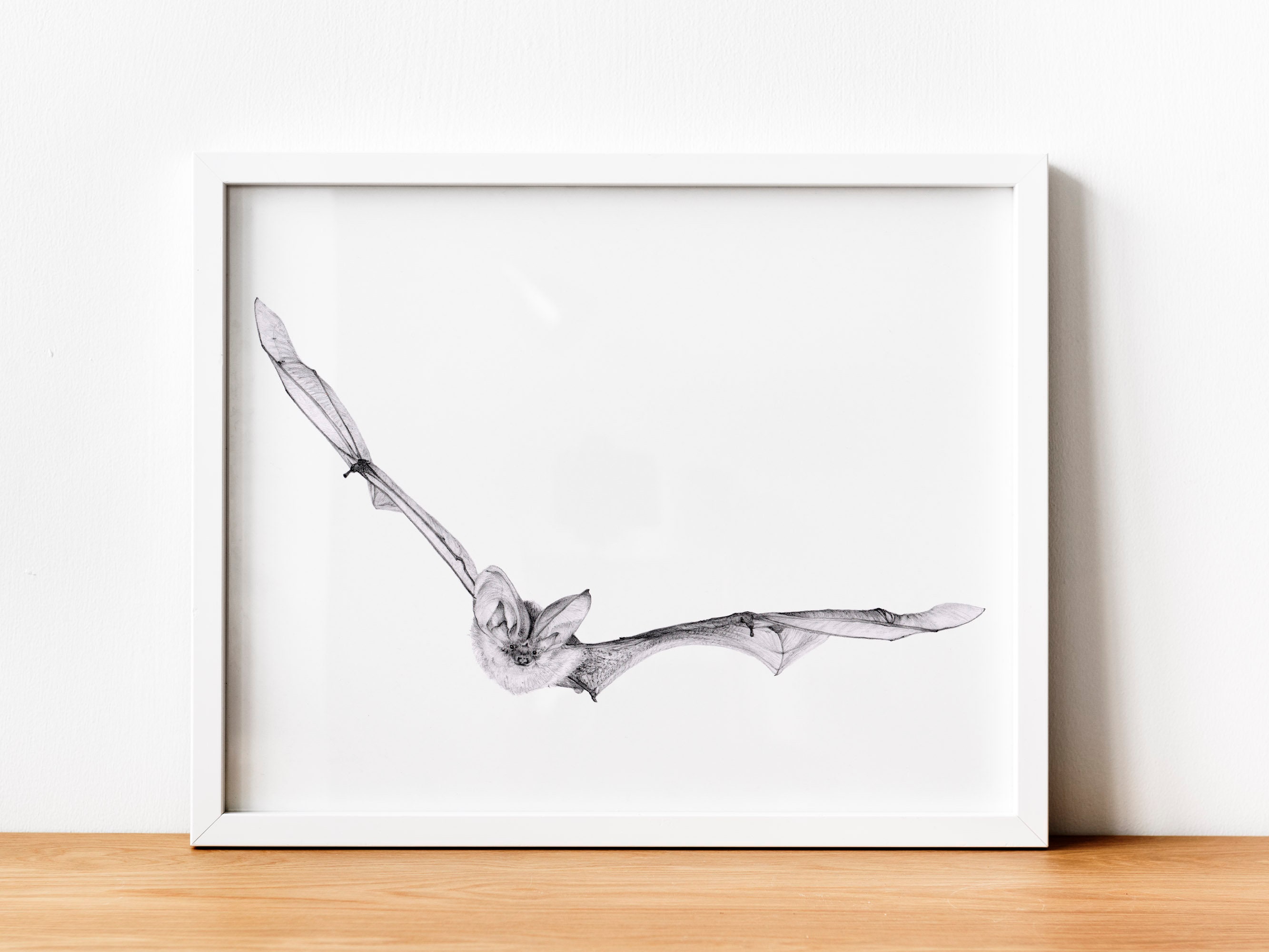 Flying Bat Drawings