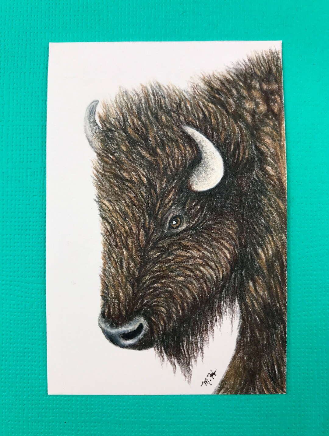 Bison Itty Bitty Frameless Original Colored Pencil Drawing - Etsy