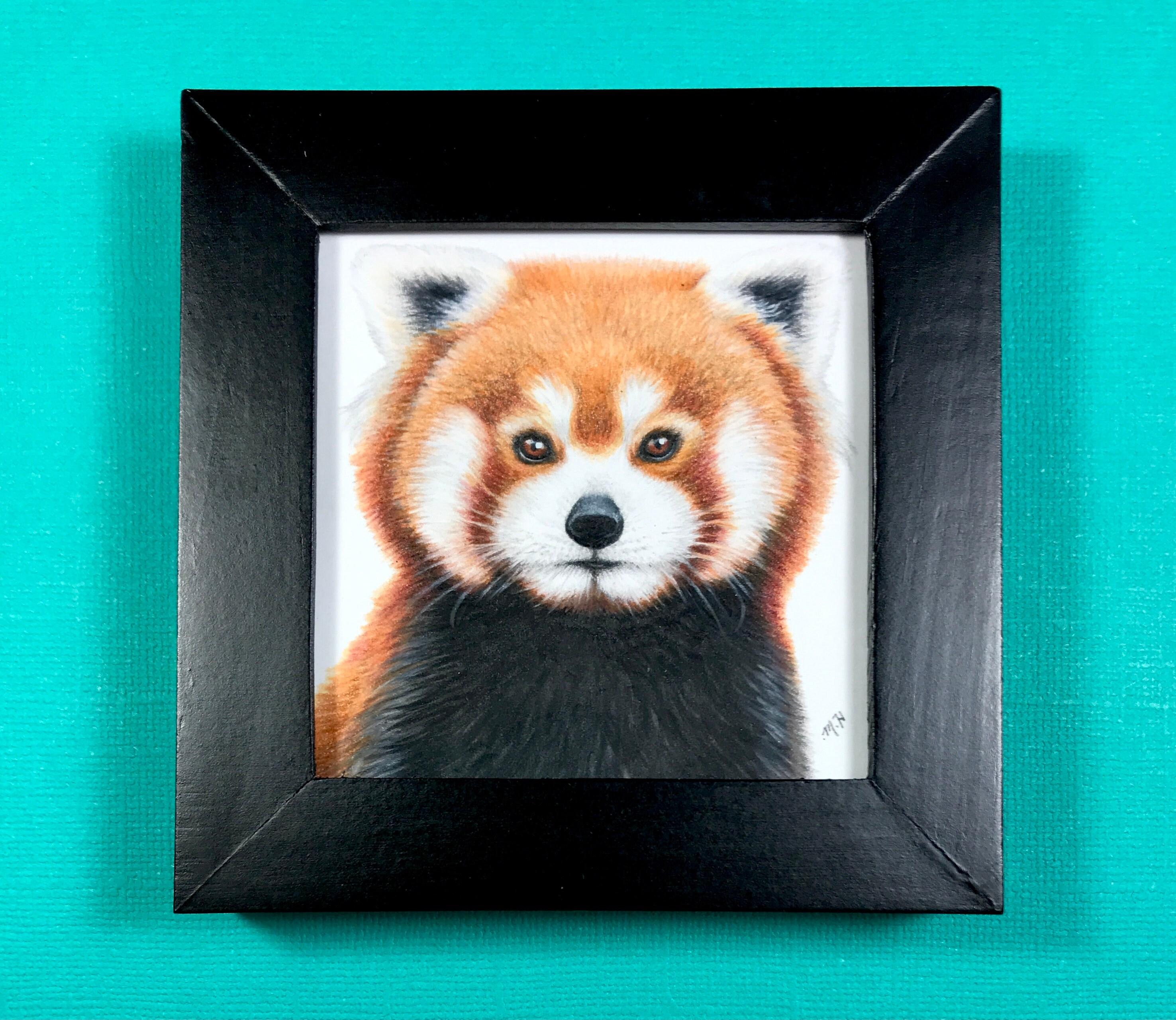 Red Panda Pencil Drawing