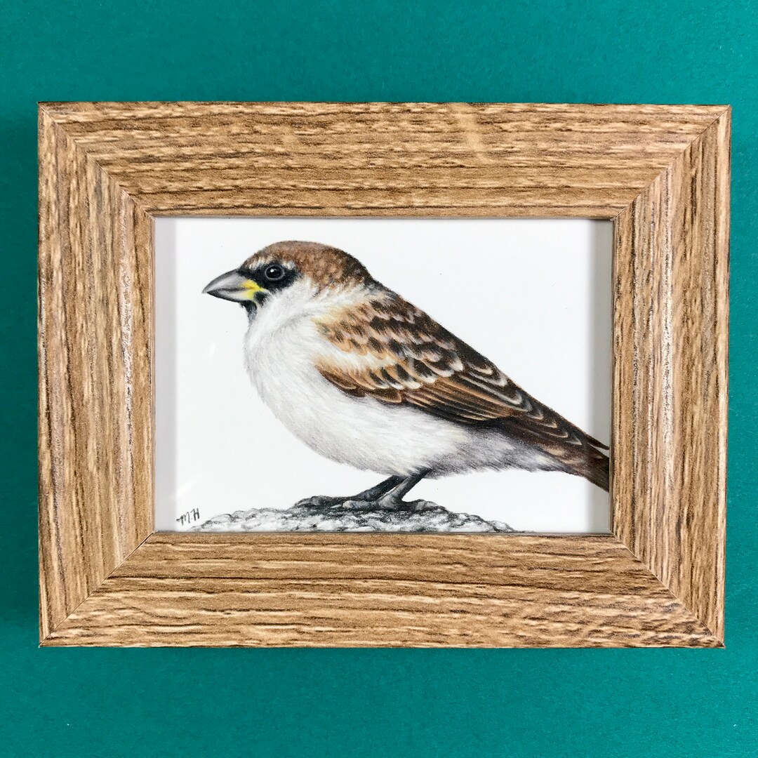 House Sparrow Original Colored Pencil Drawing in a Faux Wood Frame ...