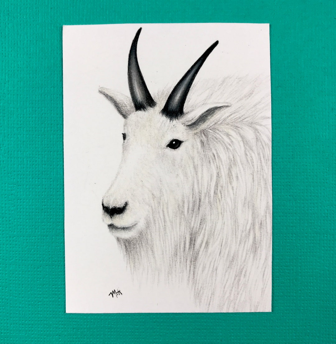 Mountain Goat Itty Bitty Frameless Original Colored Pencil Drawing - Etsy