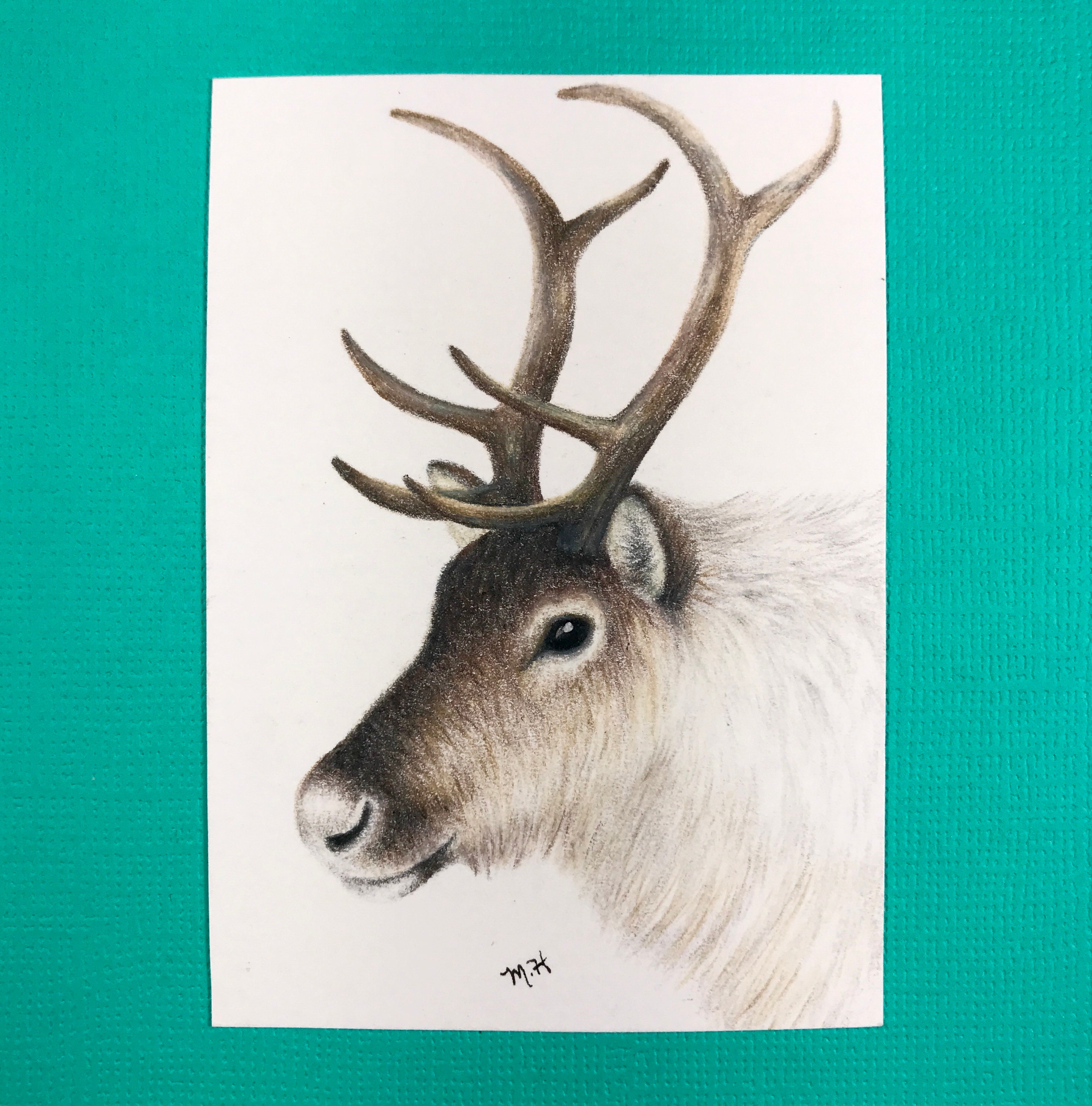 Reindeer Pencil Drawing