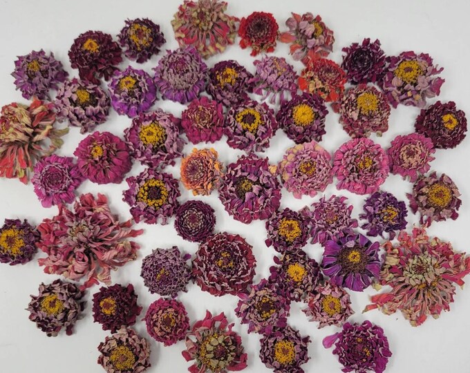 50 Naturally Dried Zinnia Heads Dried Flowers for Home Decor and ...