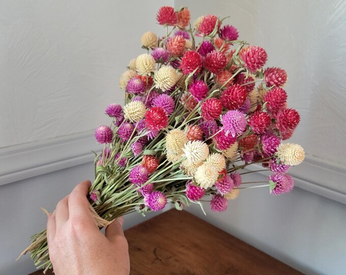 Dried Globe Amaranth Bunch * Dried Gomphrena Mix of Color * Natural ...