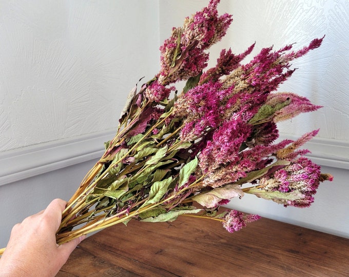 Dried Celosia Stems Natural Dried Flowers Grown in USA - Etsy