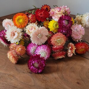 Dried Strawflower Bunch Mix of Colors Natural Stems Dried Flowers Grown ...