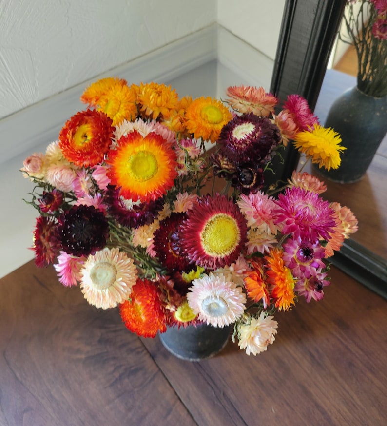 Dried Strawflower Bunch * Mix of Colors * Natural Stems * Dried Flowers ...