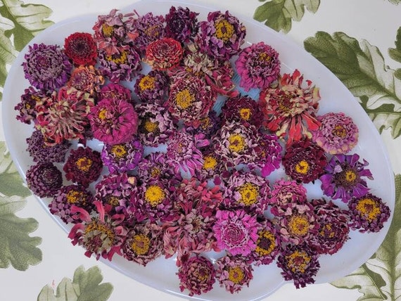 50 Naturally Dried Zinnia Heads Dried Flowers for Home Decor - Etsy