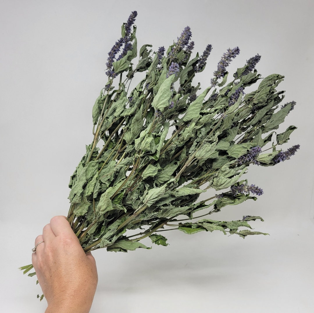 Naturally Dried Anise Hyssop Stems * Dried Herbs - Etsy