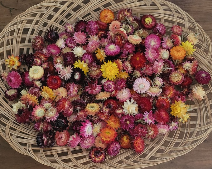 Box of Dried Strawflower Heads Small and Medium Naturally Dried Flowers ...