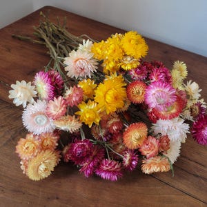 Dried Strawflower Bunch Mix of Colors Natural Stems Dried Flowers Grown ...
